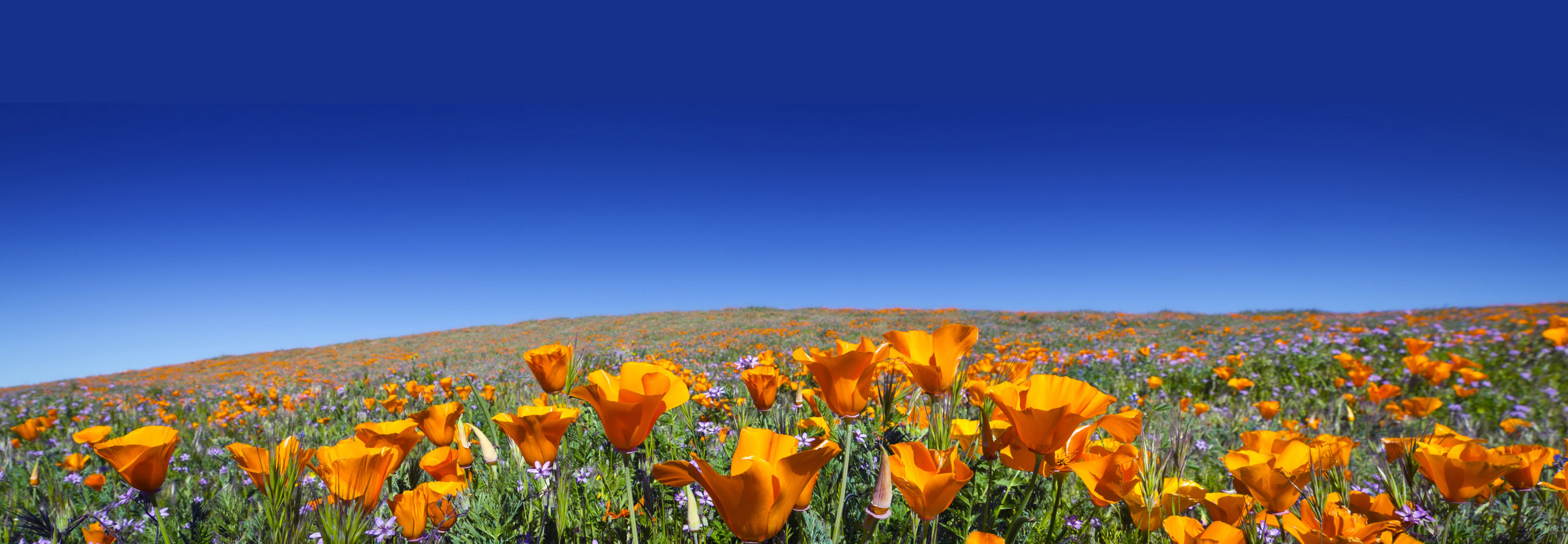 APA California and PEN Remember Our Colleagues - American Planning ...